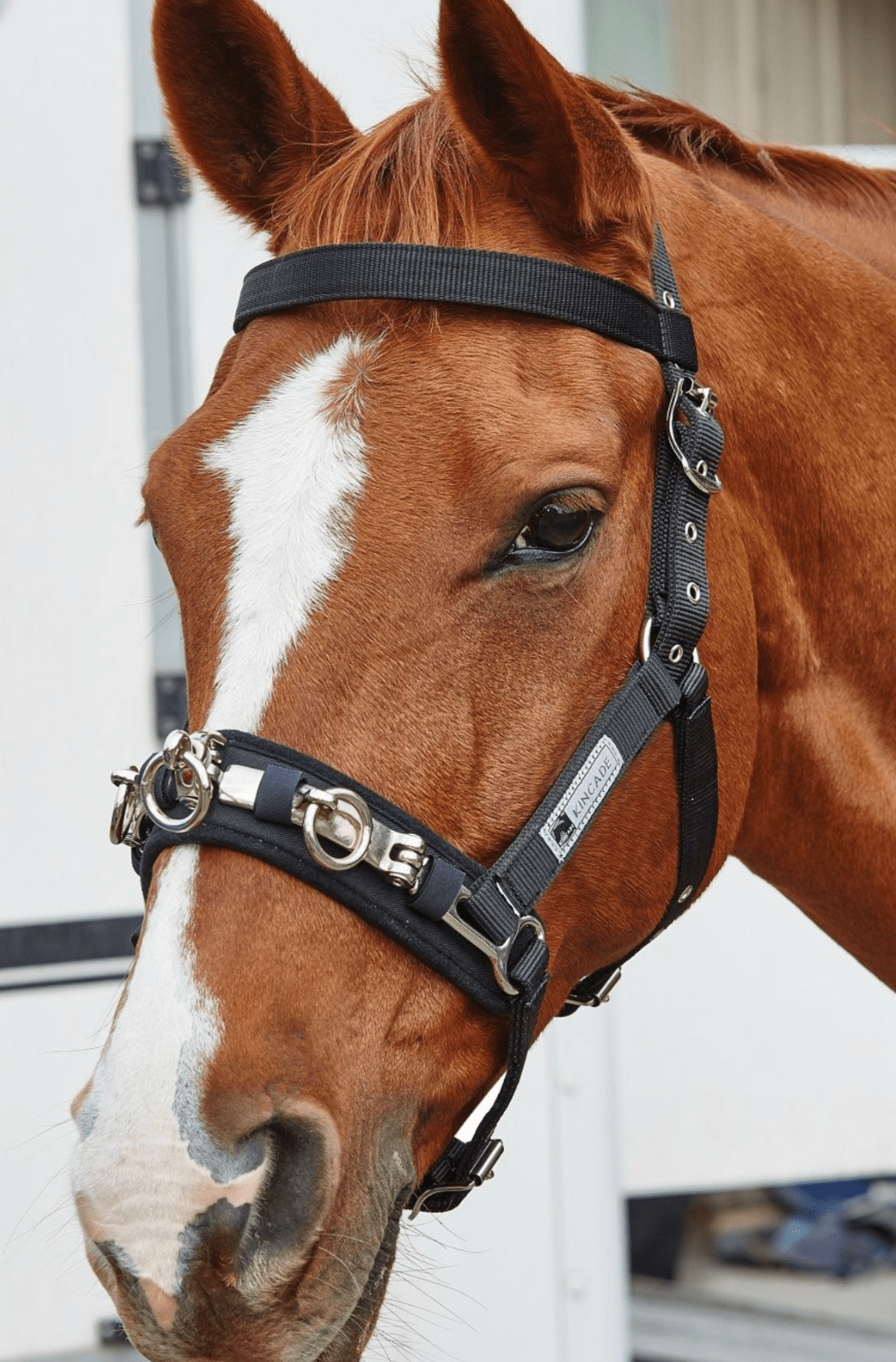 Shopping for a lunging cavesson: what to look for - Your Horse