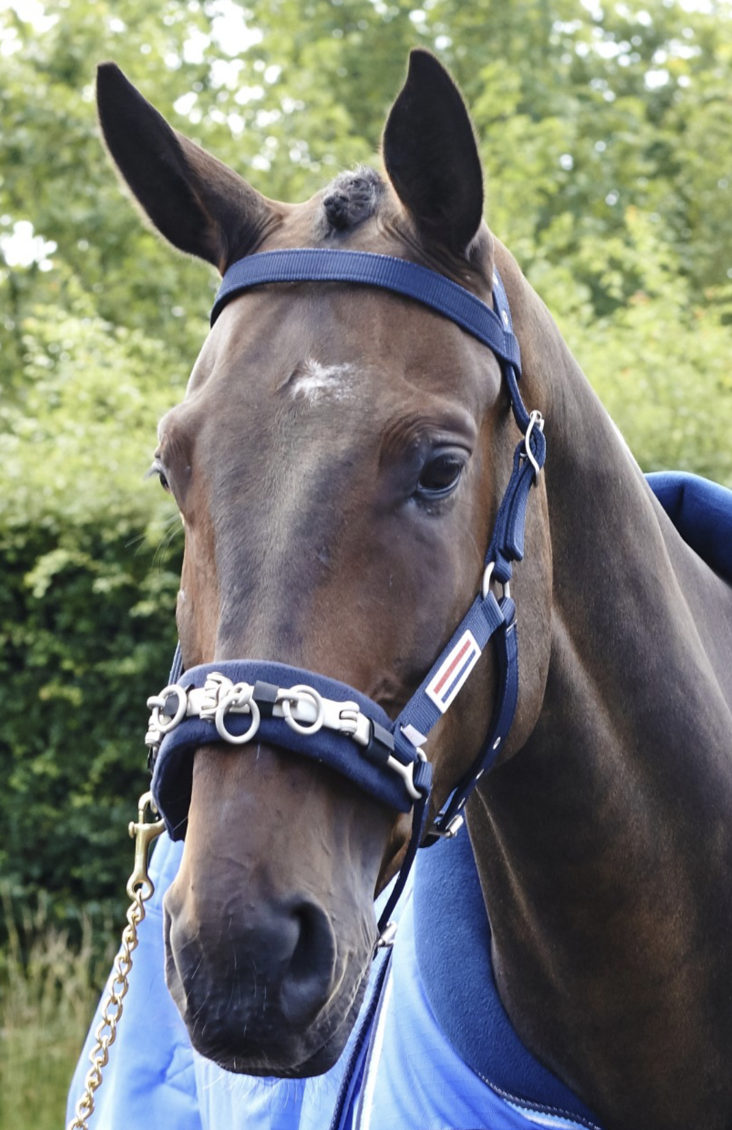 Shopping for a lunging cavesson: what to look for - Your Horse