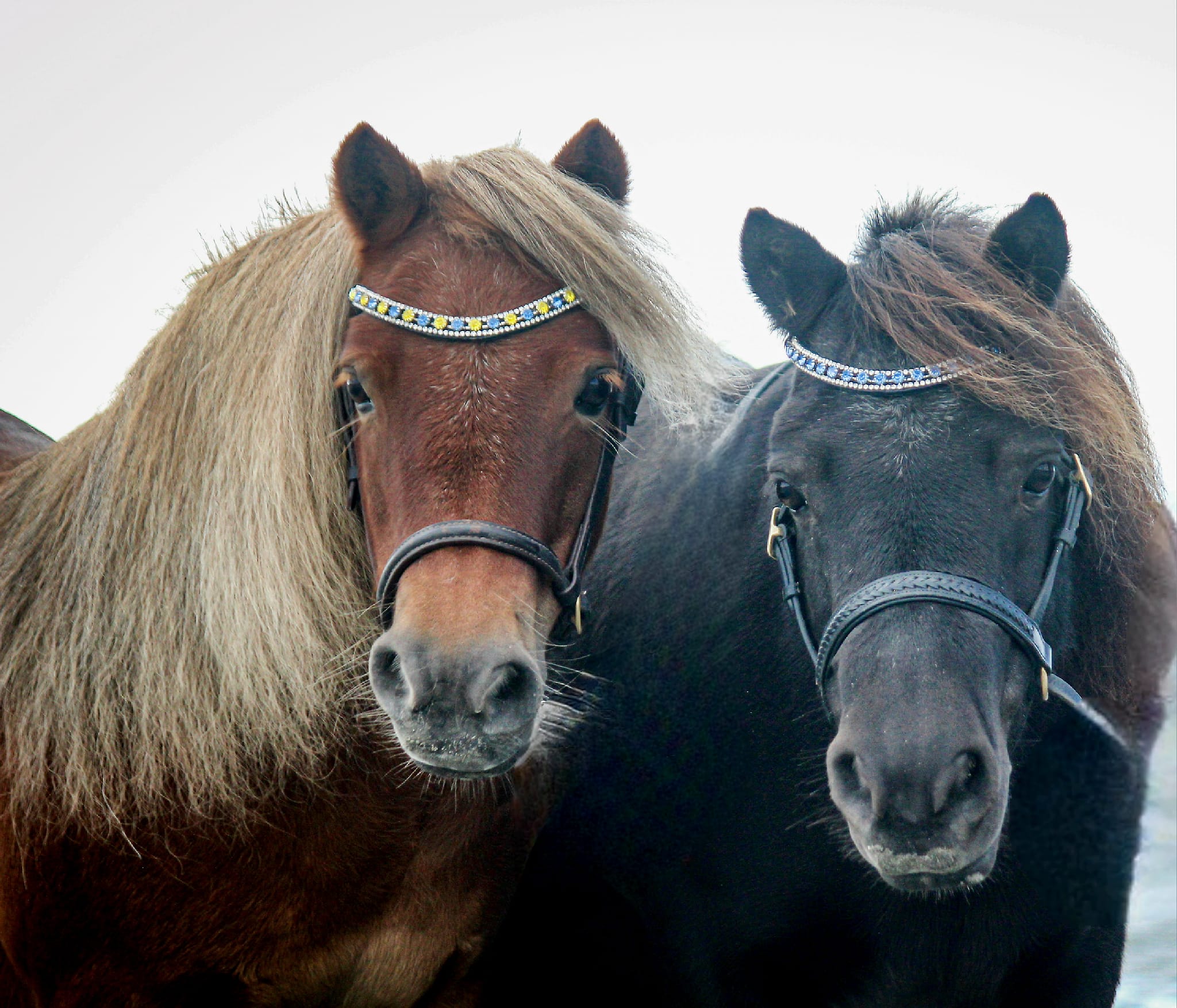 From 'feral and scared' to 'most wonderful ponies': Mares transformed ...