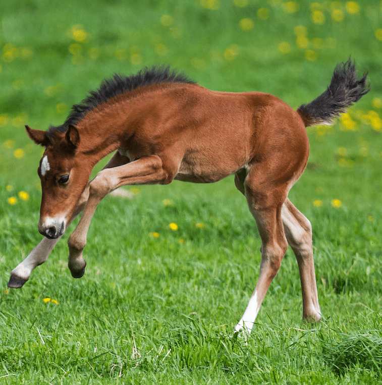 Essential hoof care advice for a long active life (and why newborn hooves are fascinating ...