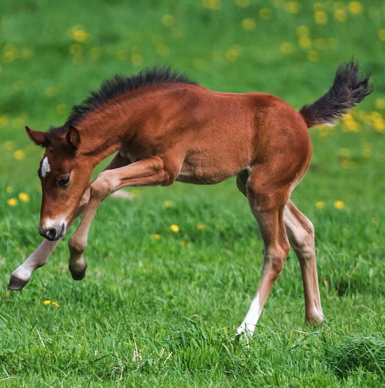 Essential hoof care advice (and why newborn hooves are fascinating ...