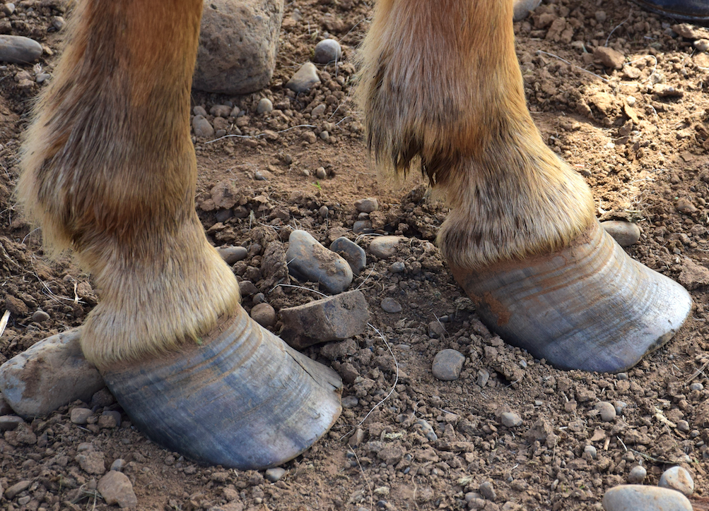 Essential hoof care advice (and why newborn hooves are fascinating ...