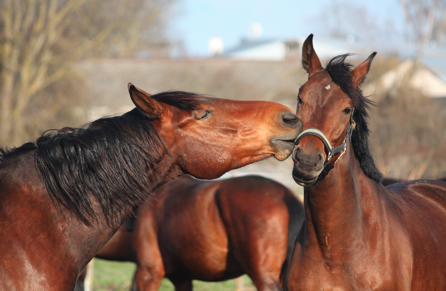 Everything you need to know about Cushing's disease in horses - Your Horse
