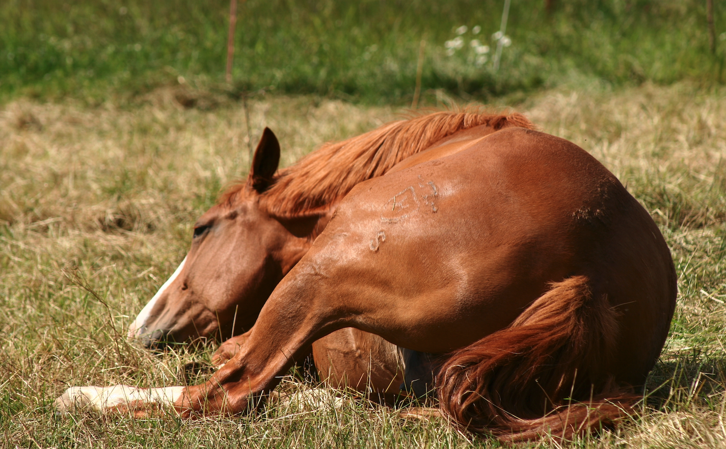 Treating a Horse With a Swollen Hock - Your Horse