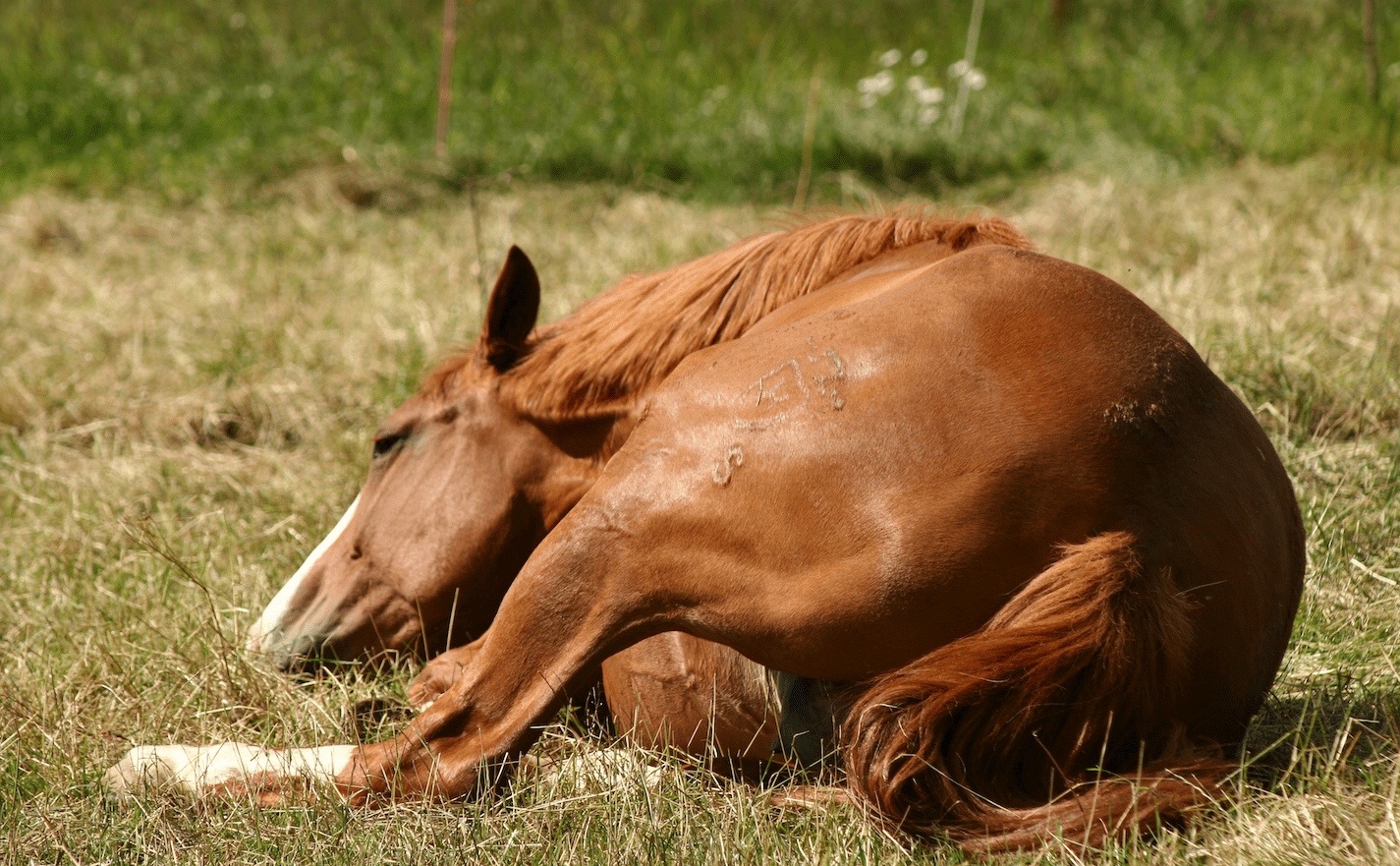 Everything you need to know about Cushing's disease in horses - Your Horse