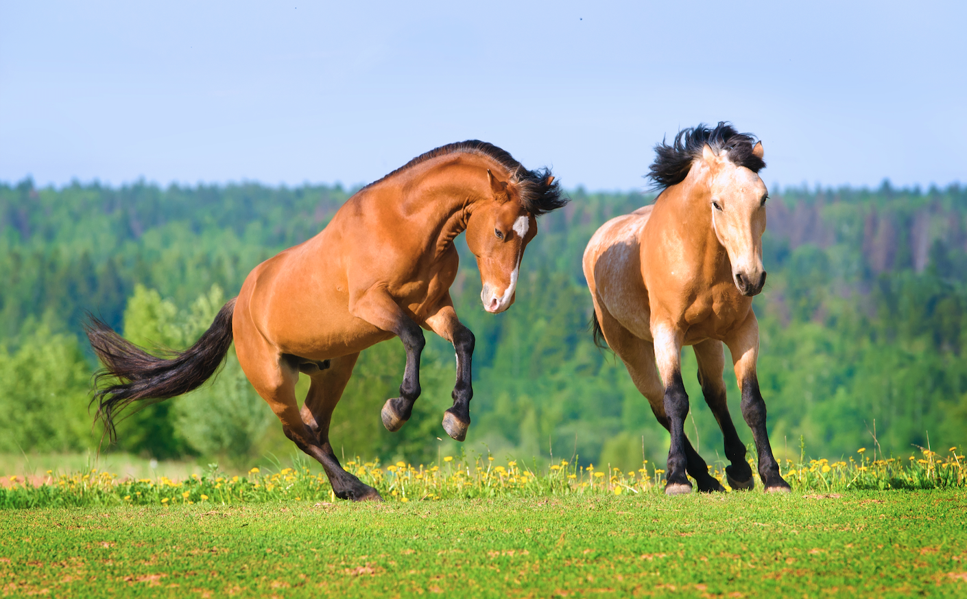 All about hoof trimming for horses - Your Horse