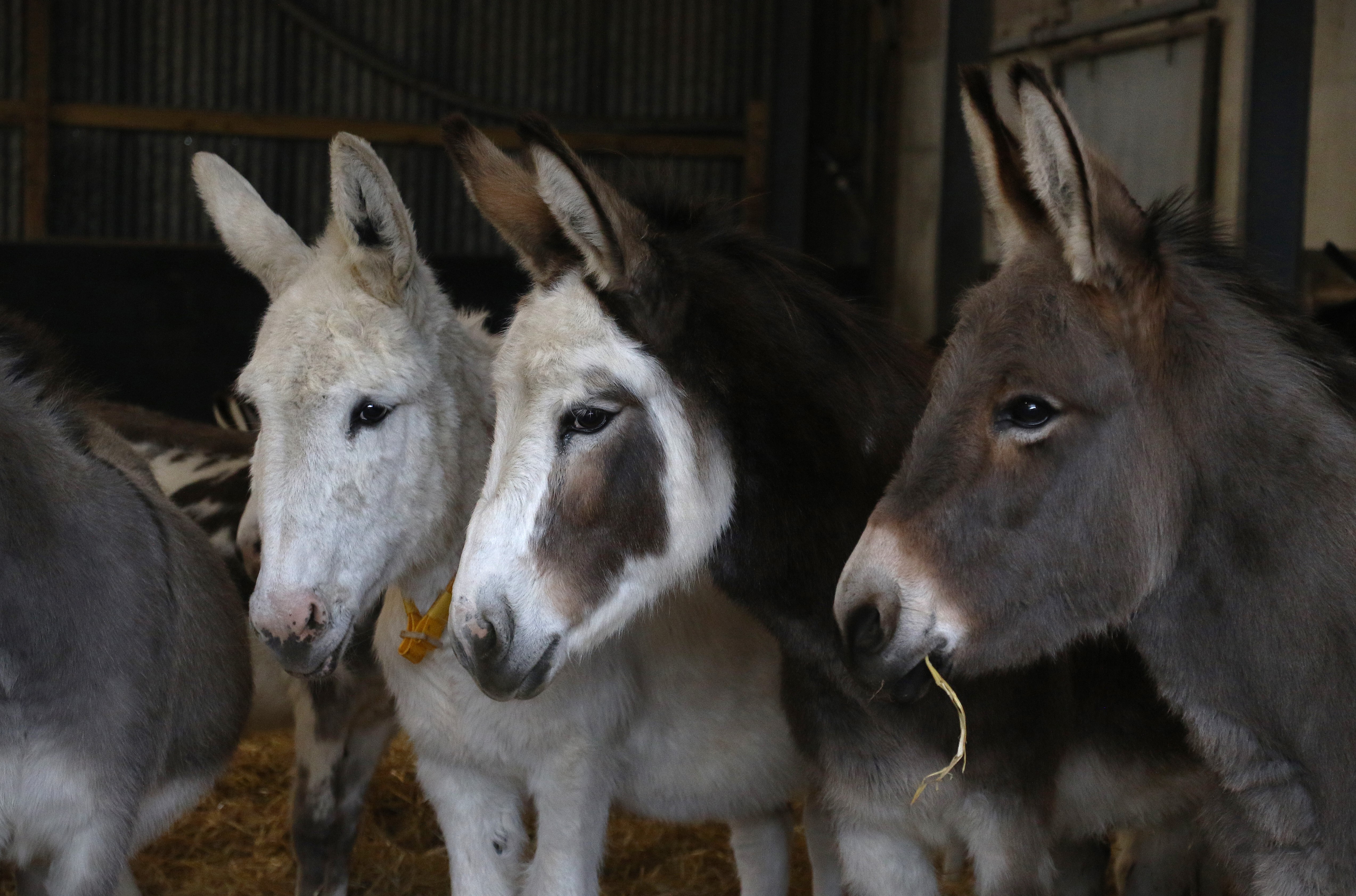 Home for Christmas: More than 80 donkeys find sanctuary at last - Your ...