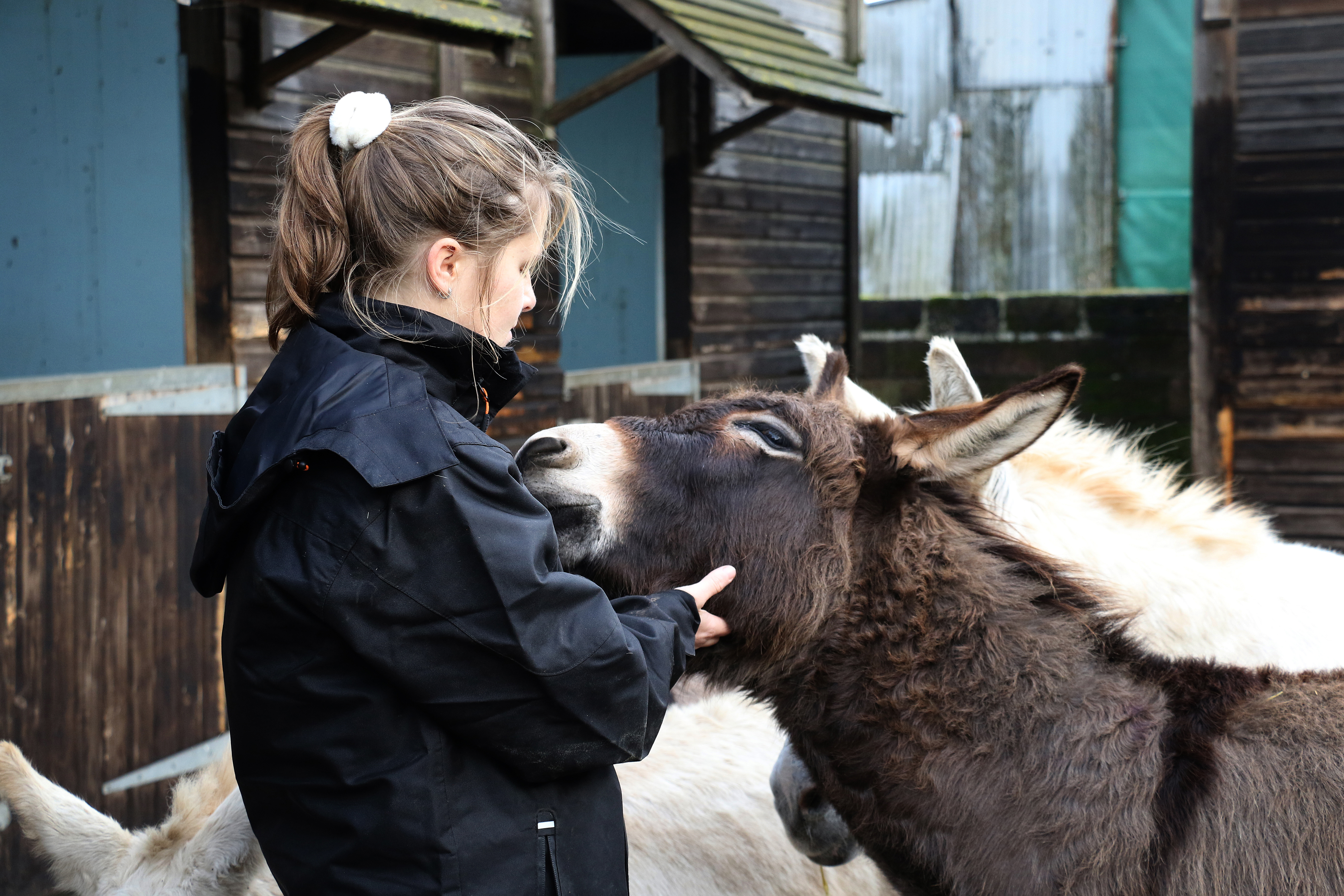 Home for Christmas: More than 80 donkeys find sanctuary at last - Your ...