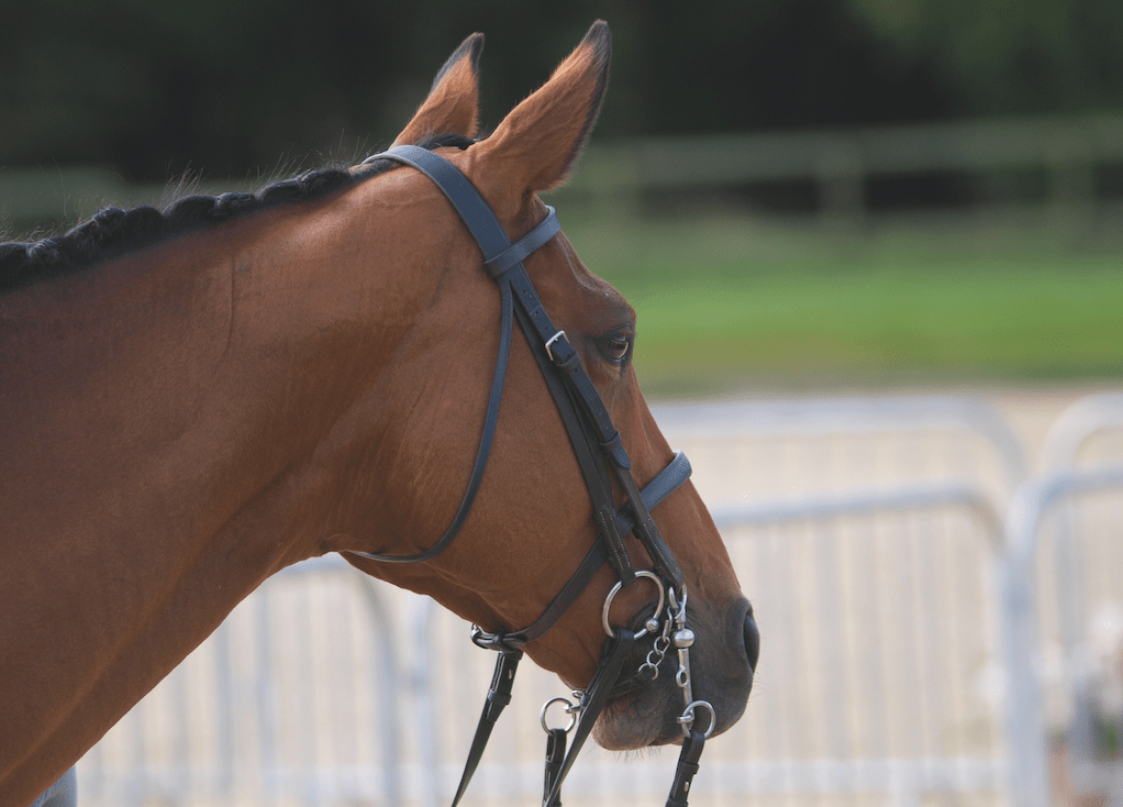 A-Z guide to different horse bits plus expert fitting advice - Your Horse