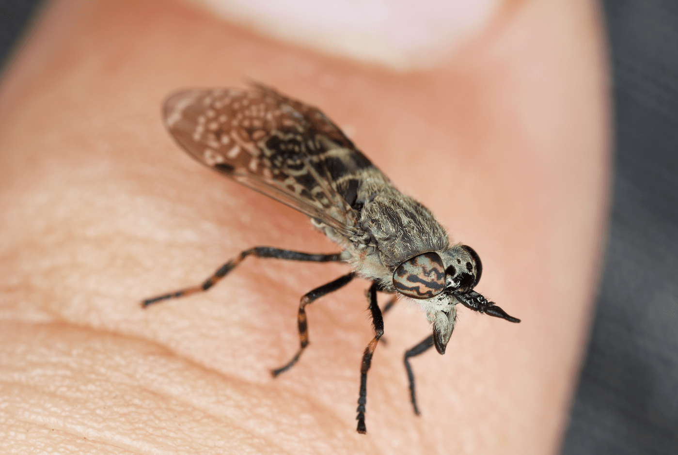 Active times for flies plus tips for keeping them away from your horse ...