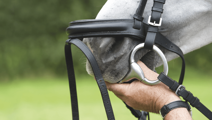 A-Z guide to horse bits and mouth conformation - Your Horse