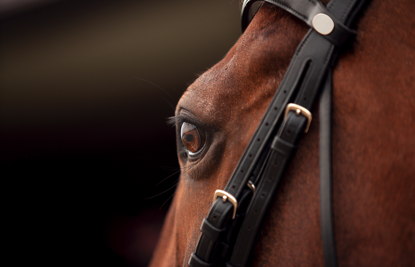 Can you recognise pain in your horse's face? New study explores how ...