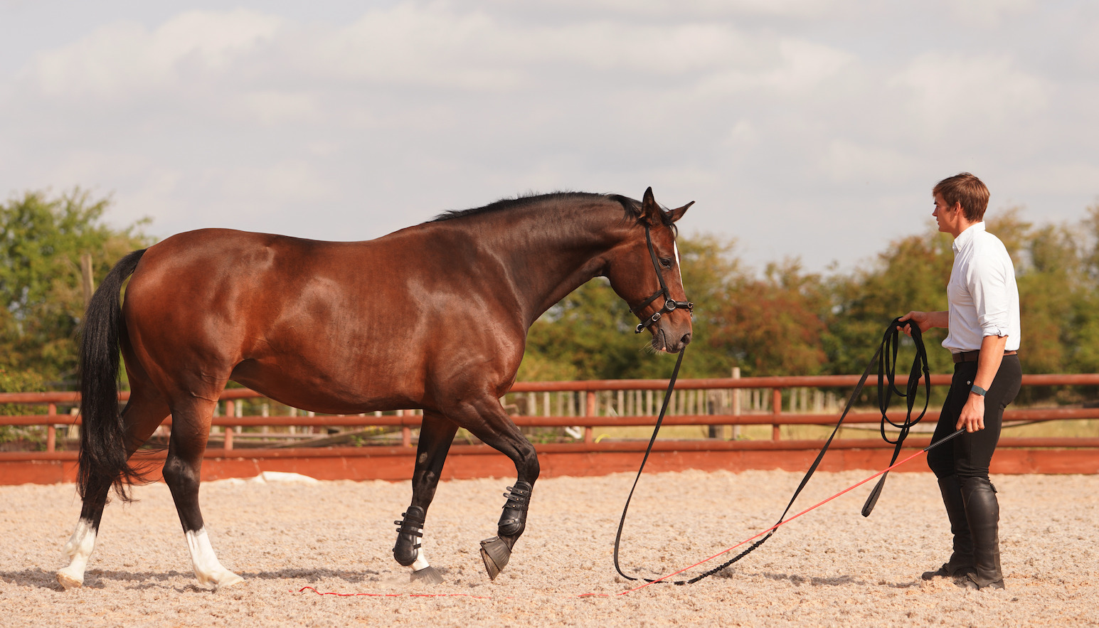 Liberty horse training with Ben Atkinson plus exercises to try at home ...