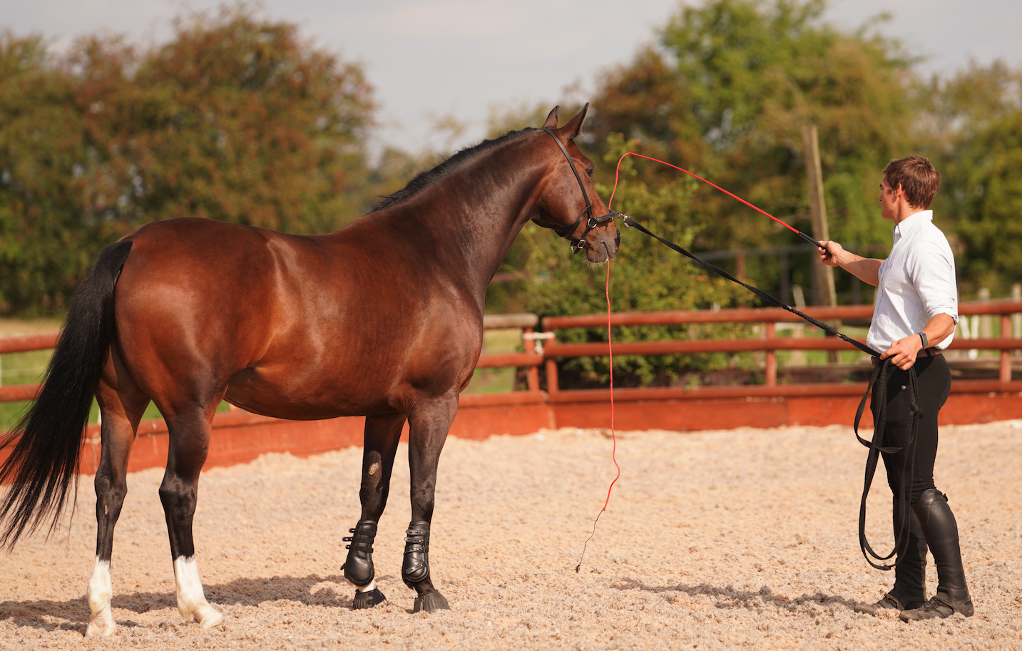 Liberty horse training with Ben Atkinson plus exercises to try at home ...
