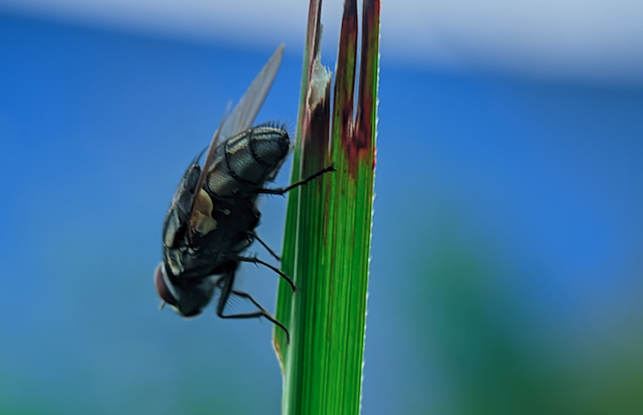 Active times for flies plus tips for keeping them away from your horse ...