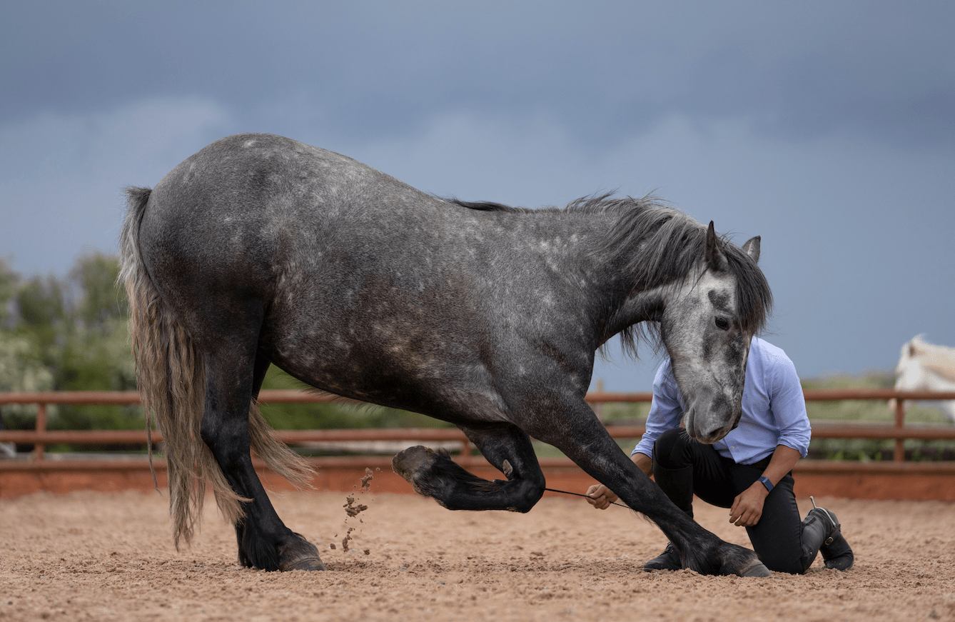 Liberty horse training: Ben Atkinson explains how to get started at ...