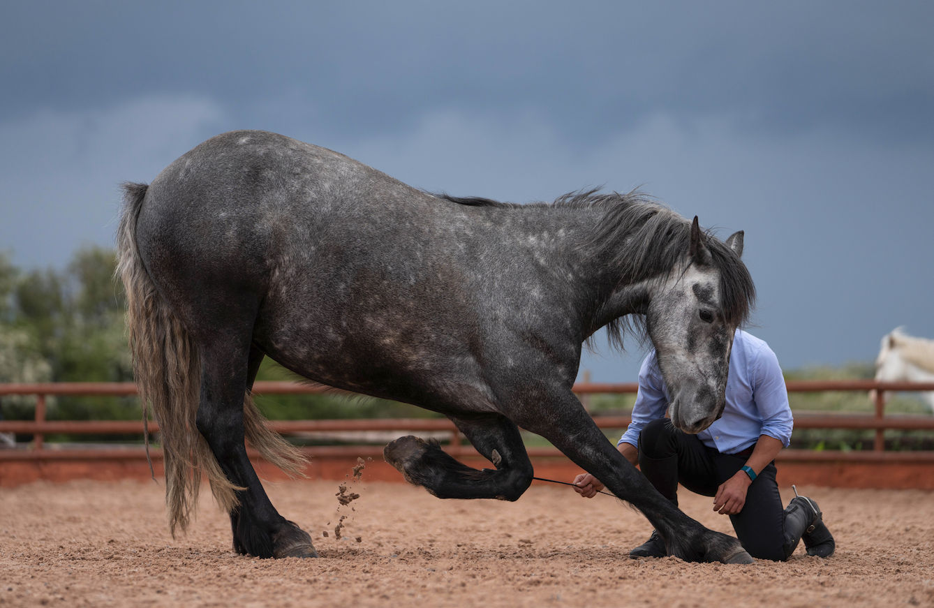 Liberty horse training: Ben Atkinson explains how to get started at ...