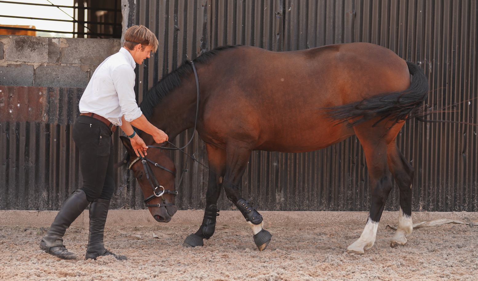 Liberty horse training: Ben Atkinson explains how to get started at ...