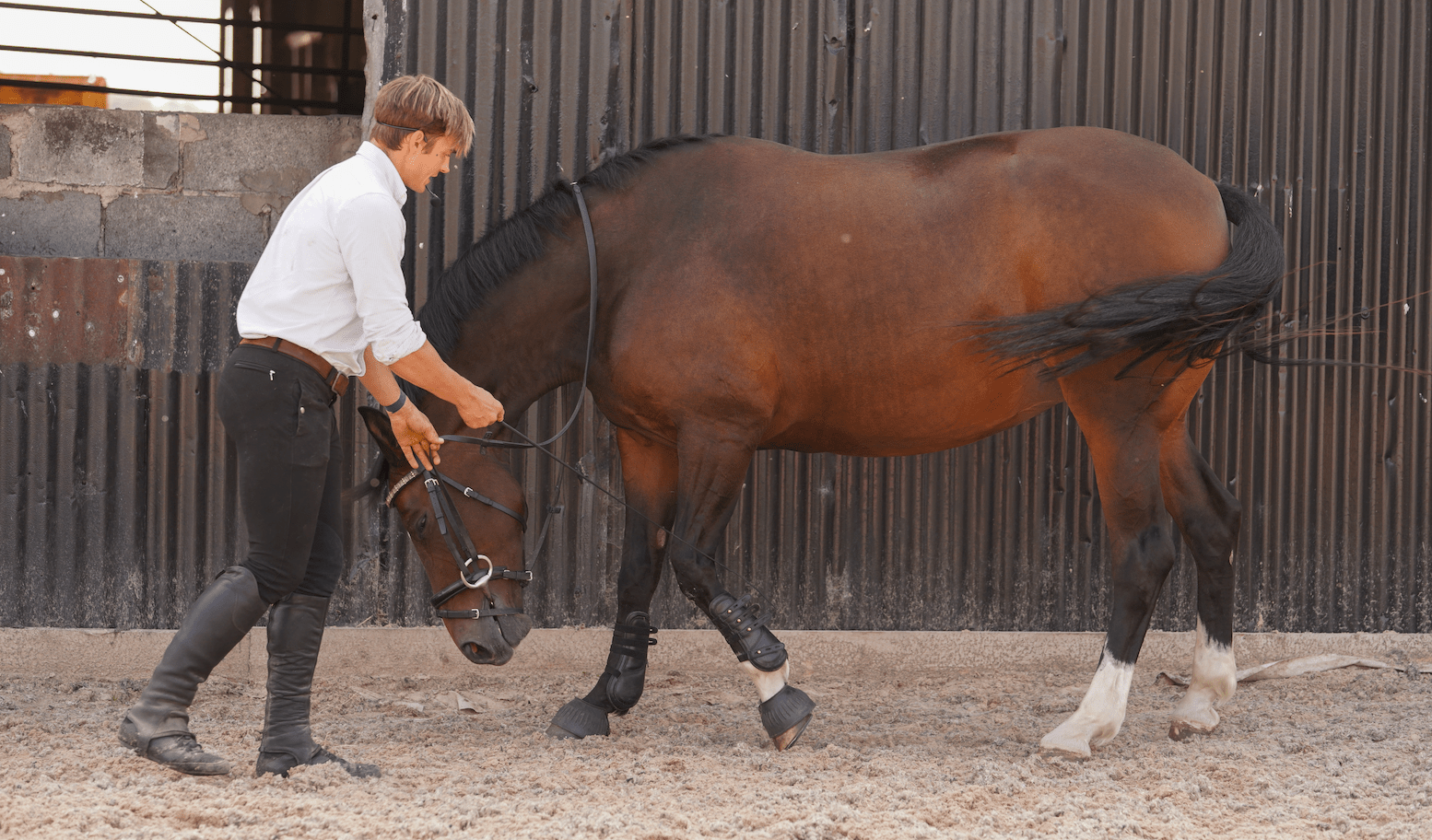 Liberty horse training: Ben Atkinson explains how to get started at ...