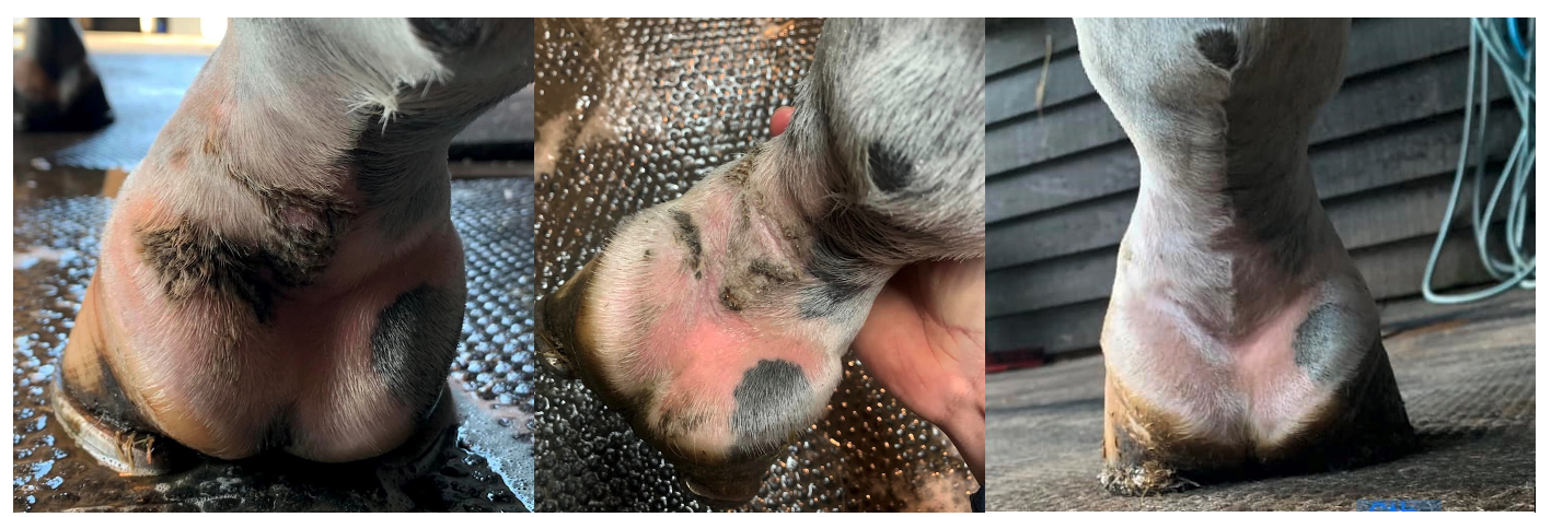 Why turmeric could be the answer to mud fever and other equine skin ...