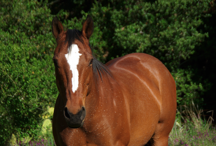 Everything you need to know about Cushing's disease in horses - Your Horse