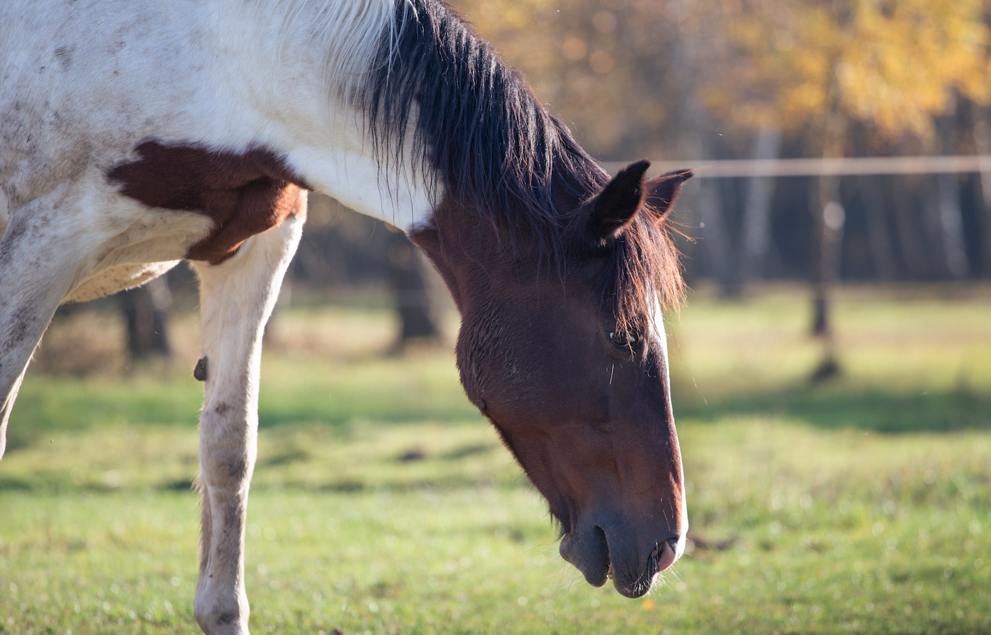 Human drugs to be trialled on horses in effort to combat equine grass ...