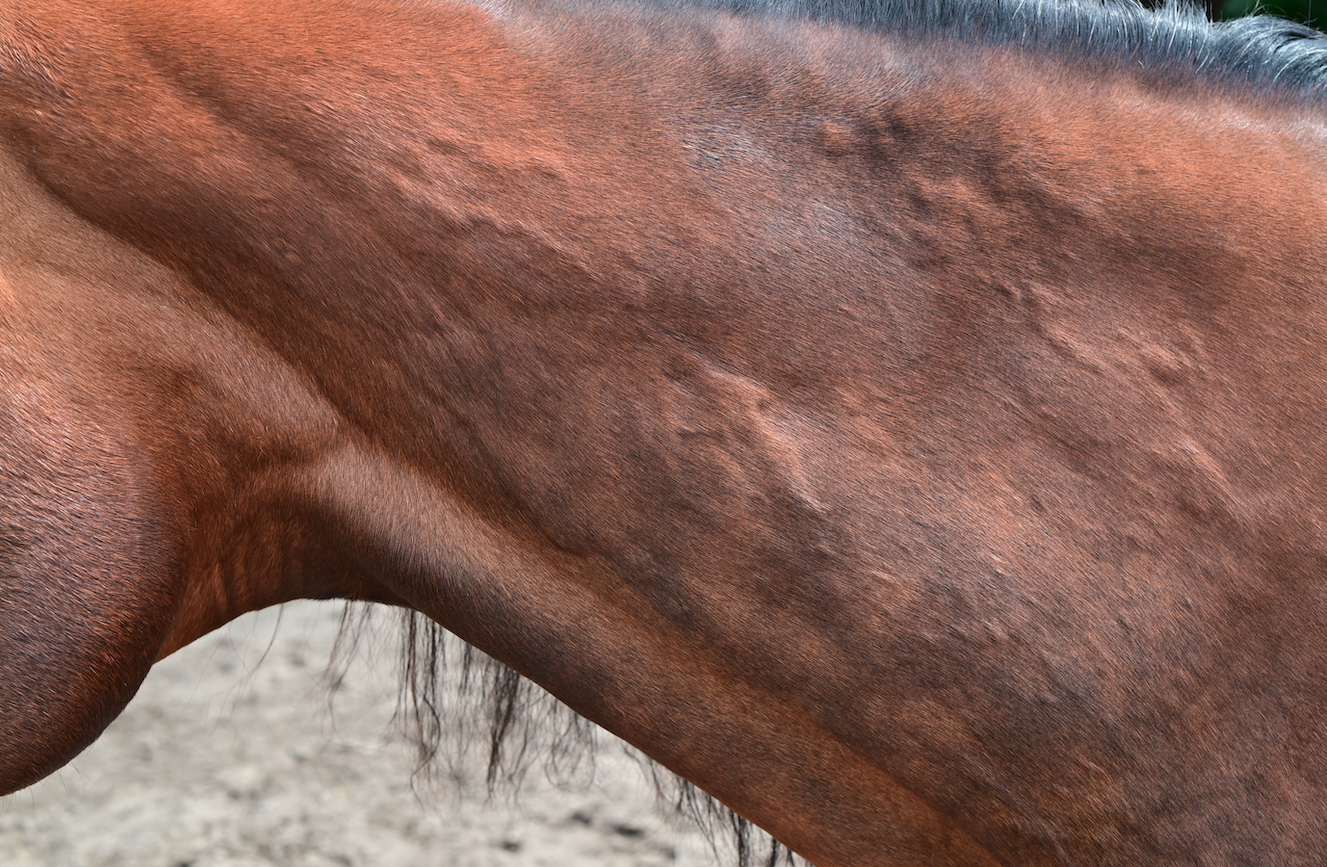 Common horse skin conditions shown in pictures - Your Horse