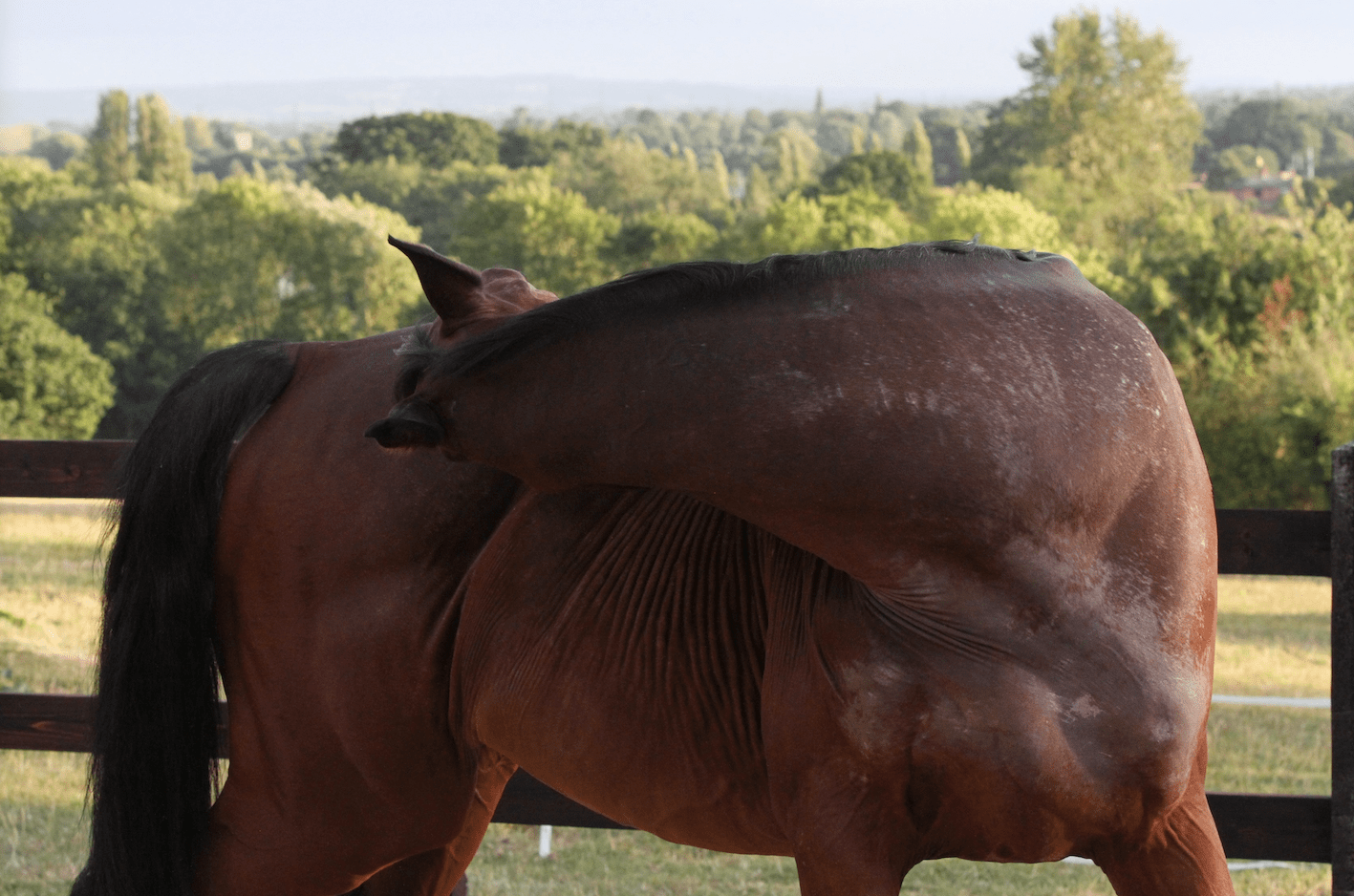 Everything you need to know about Cushing's disease in horses - Your Horse