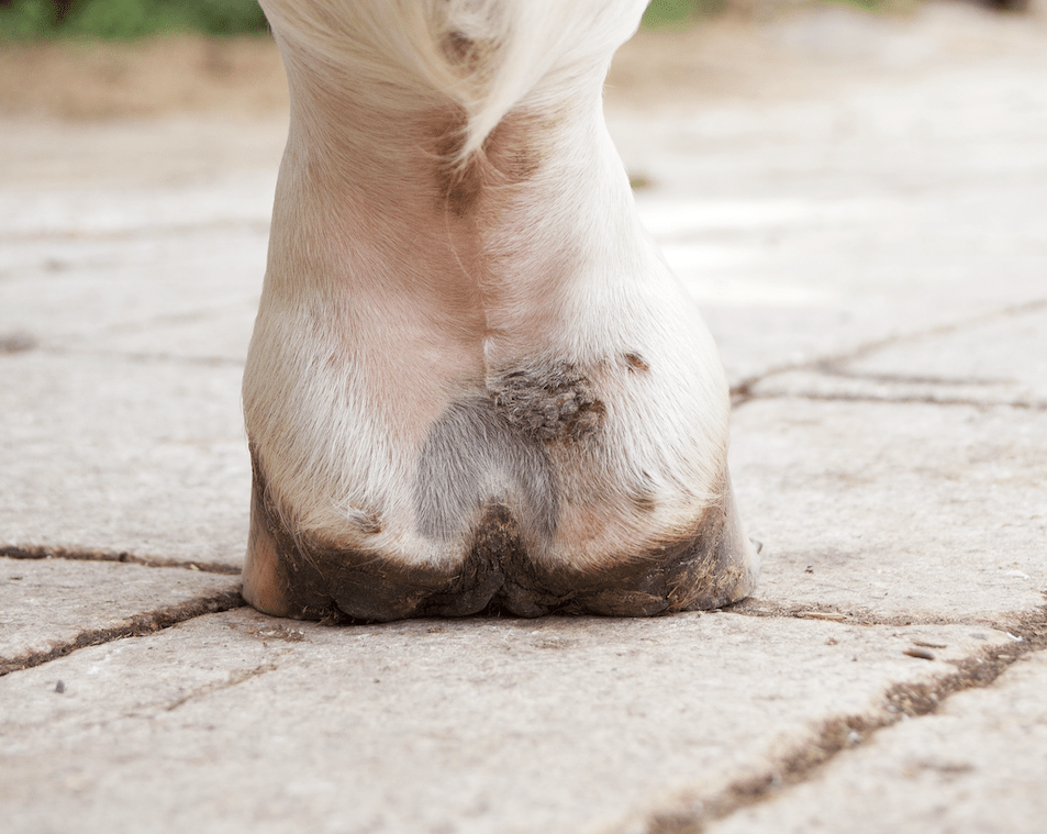 Common horse skin conditions shown in pictures - Your Horse