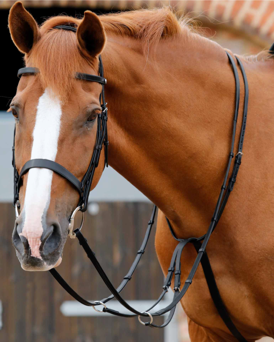 This is what you need to know before buying a new martingale for your ... This is what you need to know before buying a new martingale for your ...