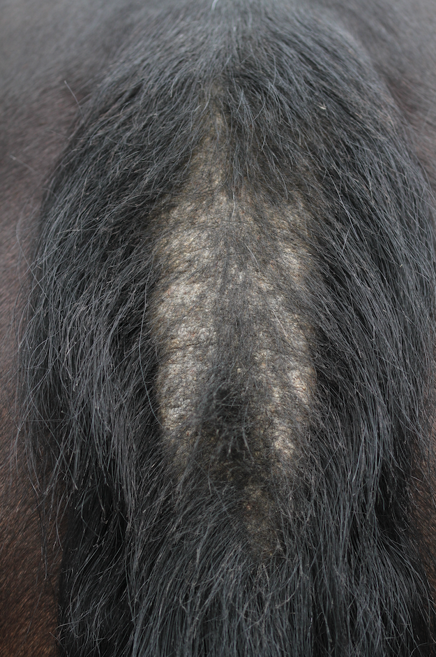 Common horse skin conditions shown in pictures - Your Horse
