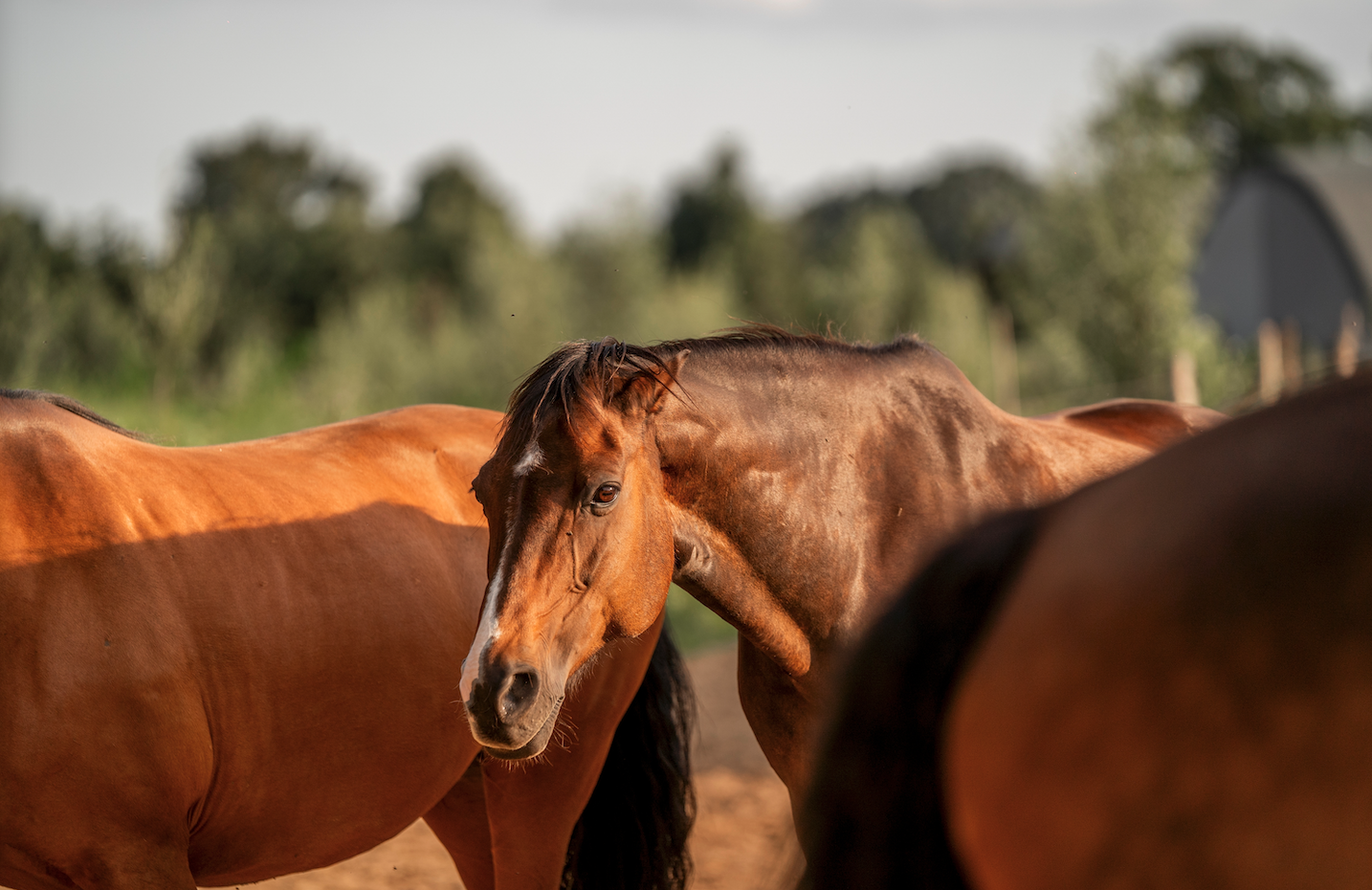 Horses show subtle signs of stress long before the bad behaviour stage, says expert - Your Horse