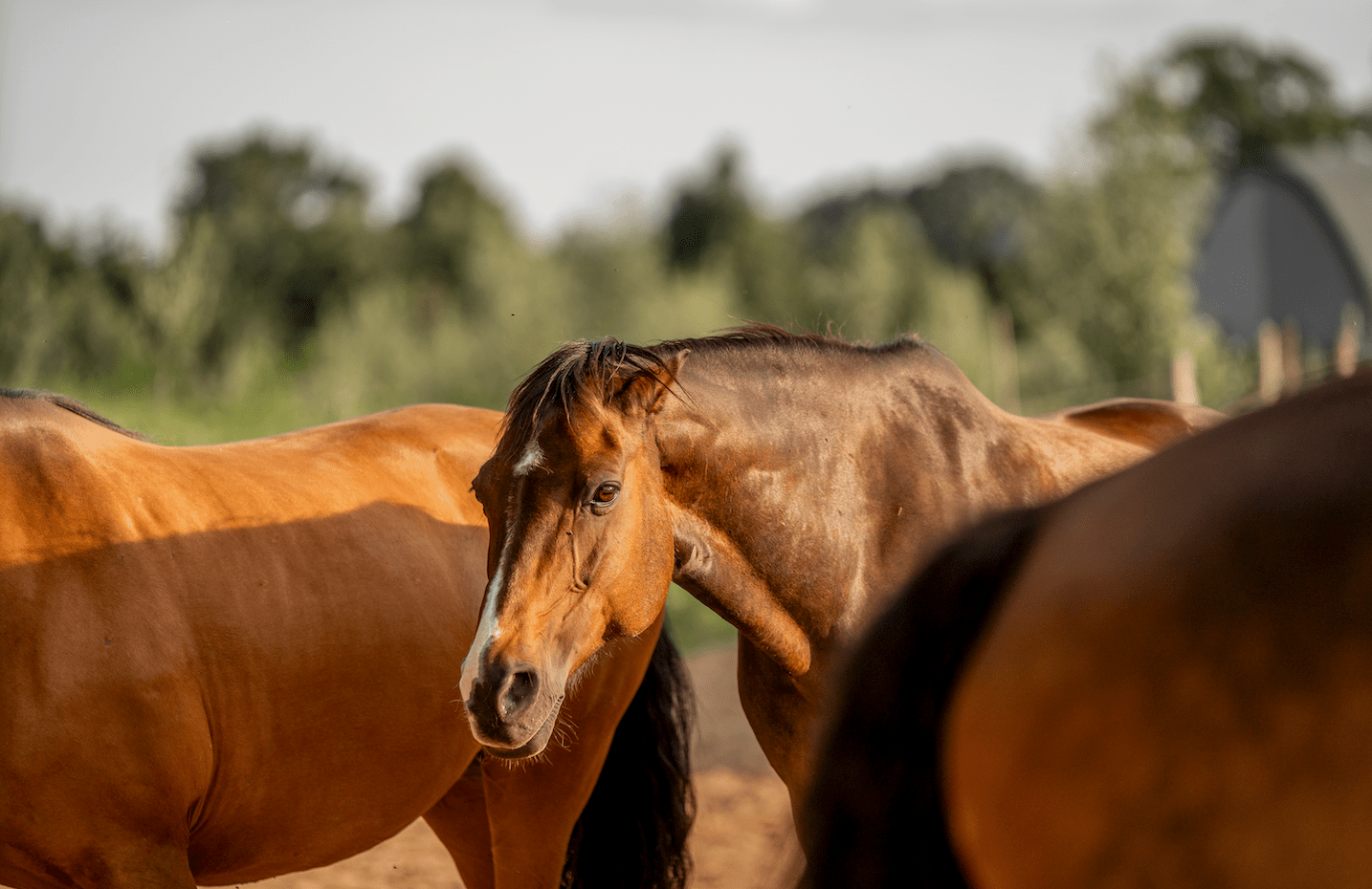 Bad behaviour or could your horse be asking for help? - Your Horse