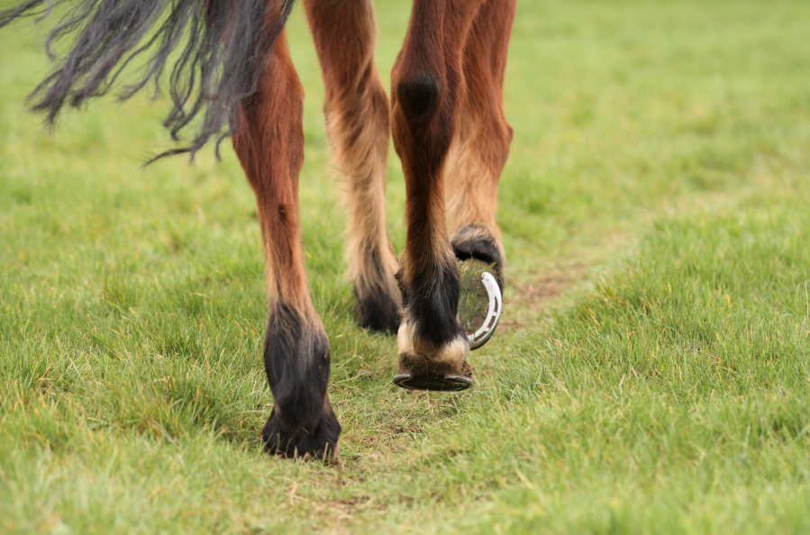 Everything you need to know about horse joints - Your Horse
