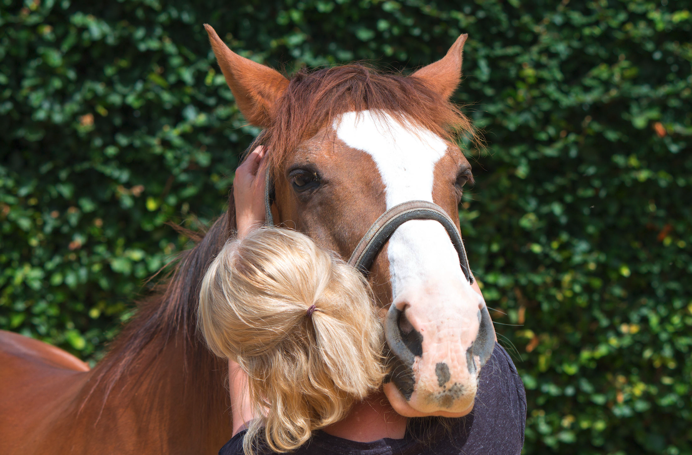 Understanding horse behaviour and the subtle signs they use to ...