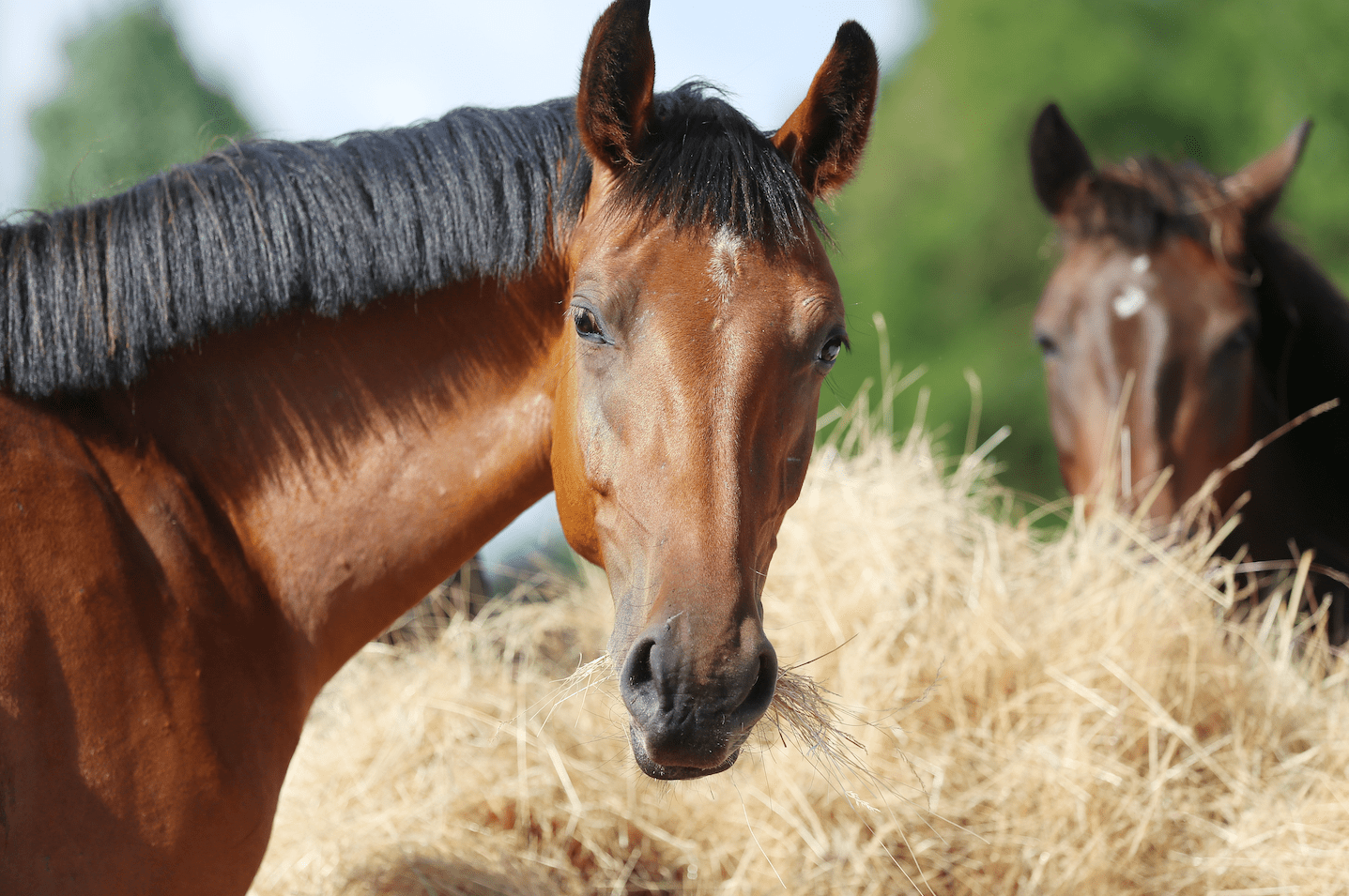 Hay vs haylage: this is how to choose which is best for your horse ...