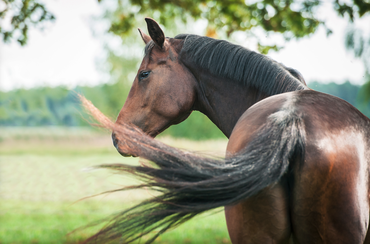 Equine specialist explains how to tell if your horse needs their sheath ...