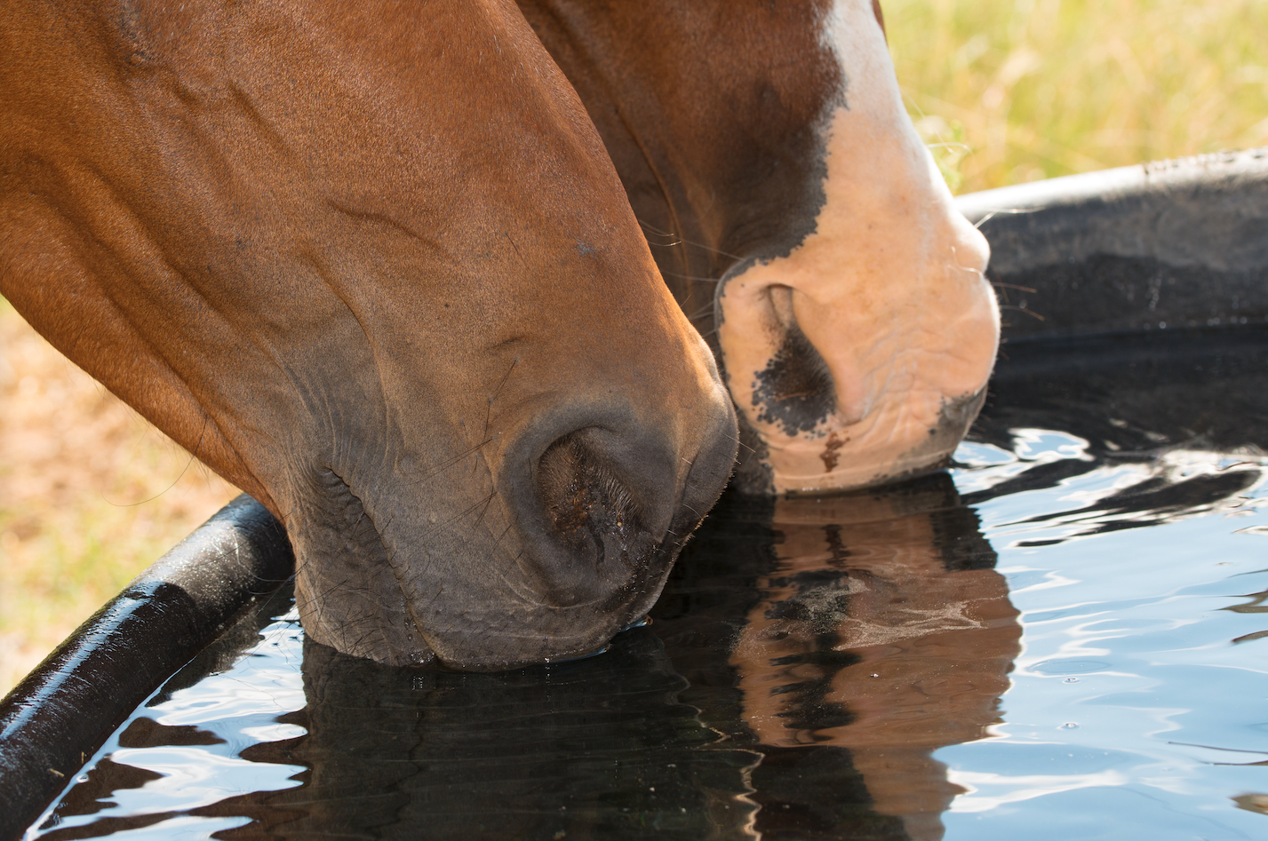 Everything you need to know about Cushing's disease in horses - Your Horse