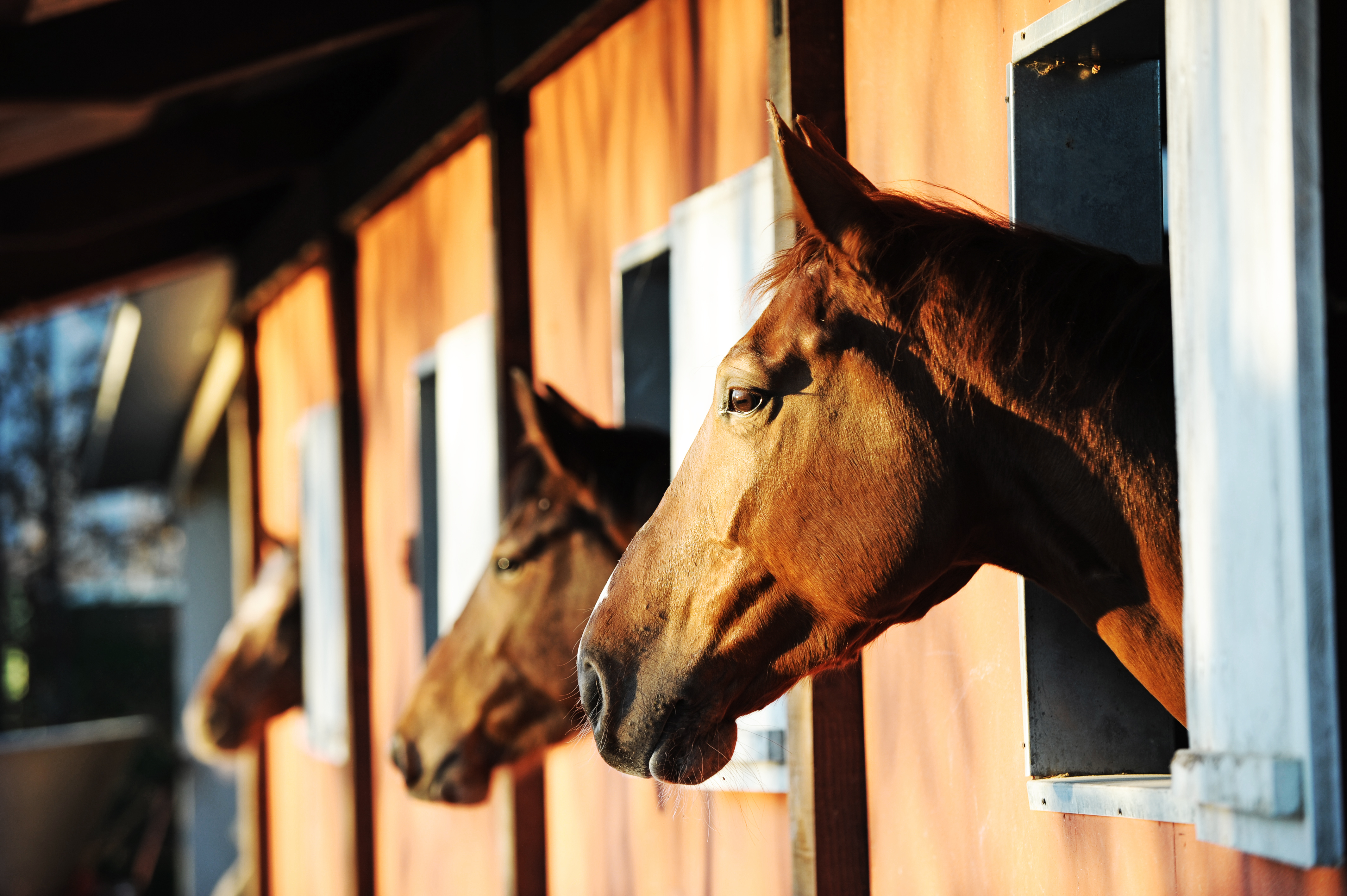 Equine vet explains why stable ammonia poses a health risk to you and ...