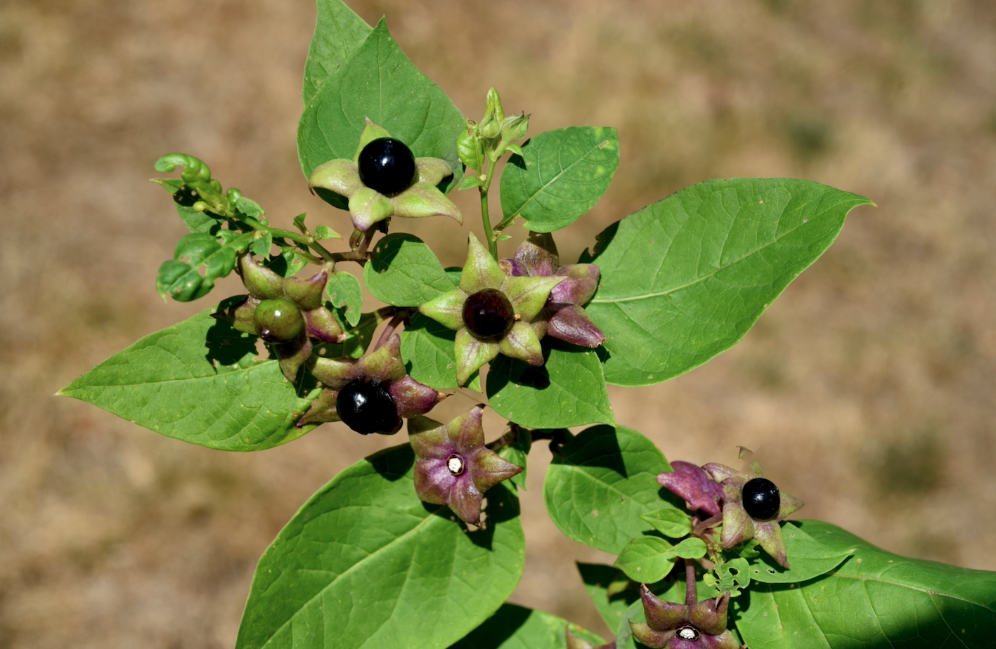 Poisonous plants for horses: could you spot these in your field?