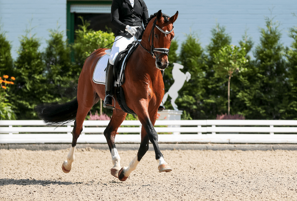 This is how a horse should move in trot *Video* - Your Horse