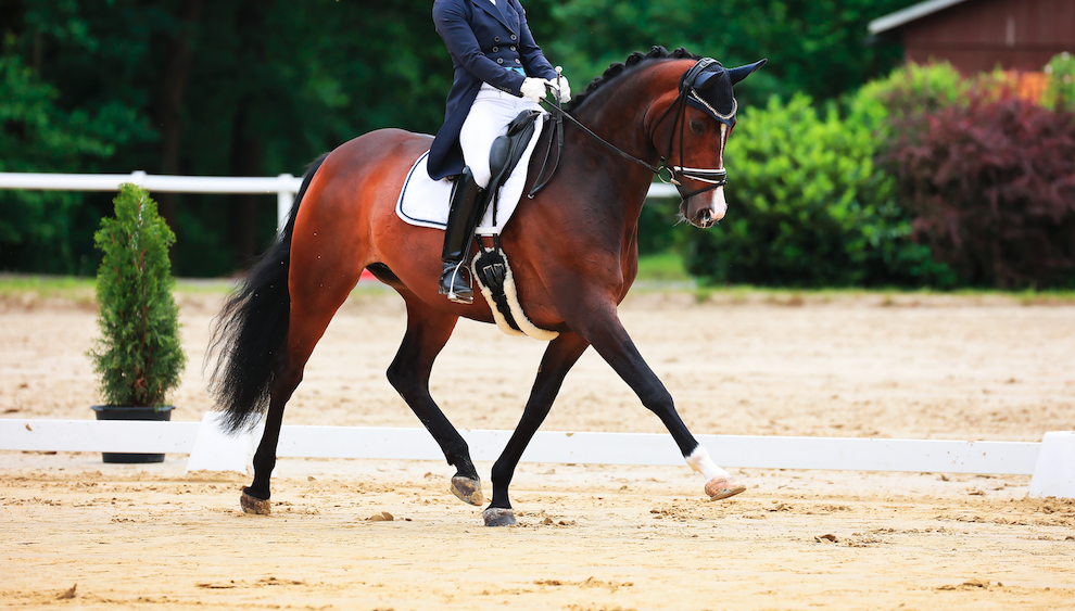 Scales of Training in dressage and flatwork explained - Your Horse