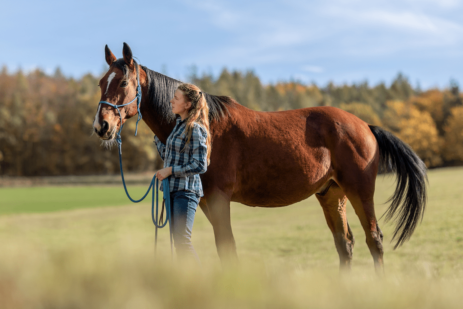 Horse posture: why it's so important and exercises to improve it - Your ...