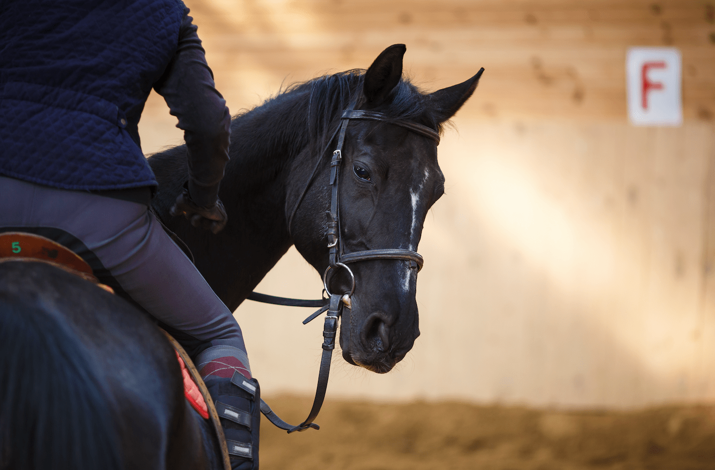 This is why starting a horse's ridden career has nothing to do with ...