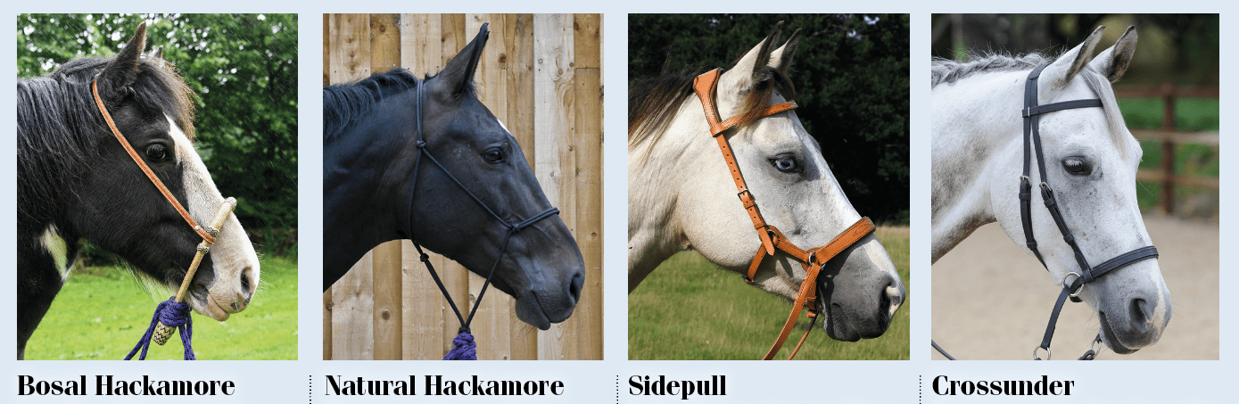 Ultimate guide to bitless bridles and the physiological advantages for ...