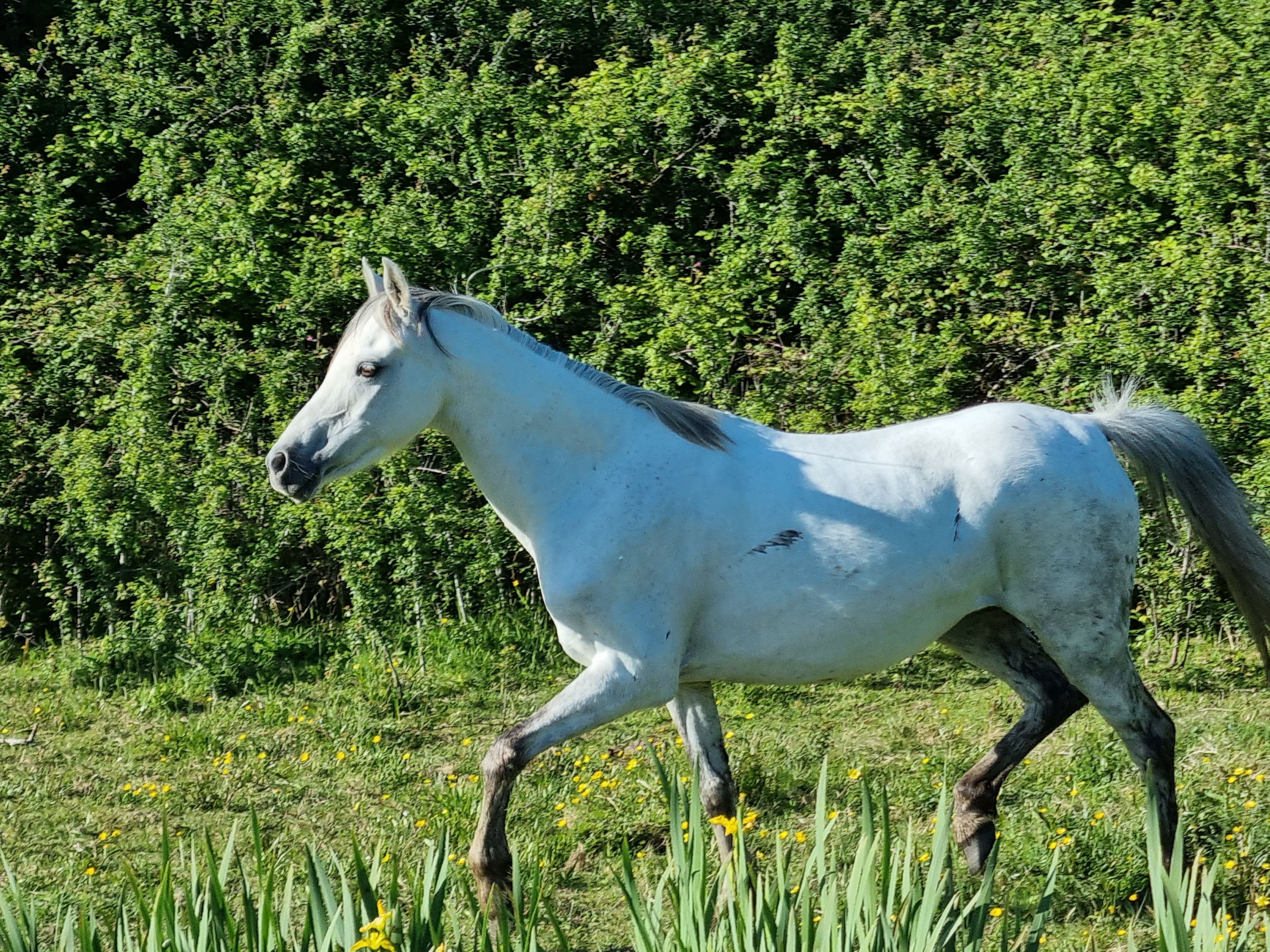 Welsh section B now a rare breed following 'marked decline' - Your Horse