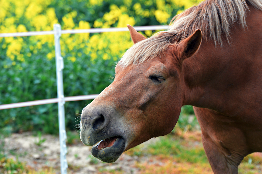 Stress in horses explained, plus how to help them relax - Your Horse