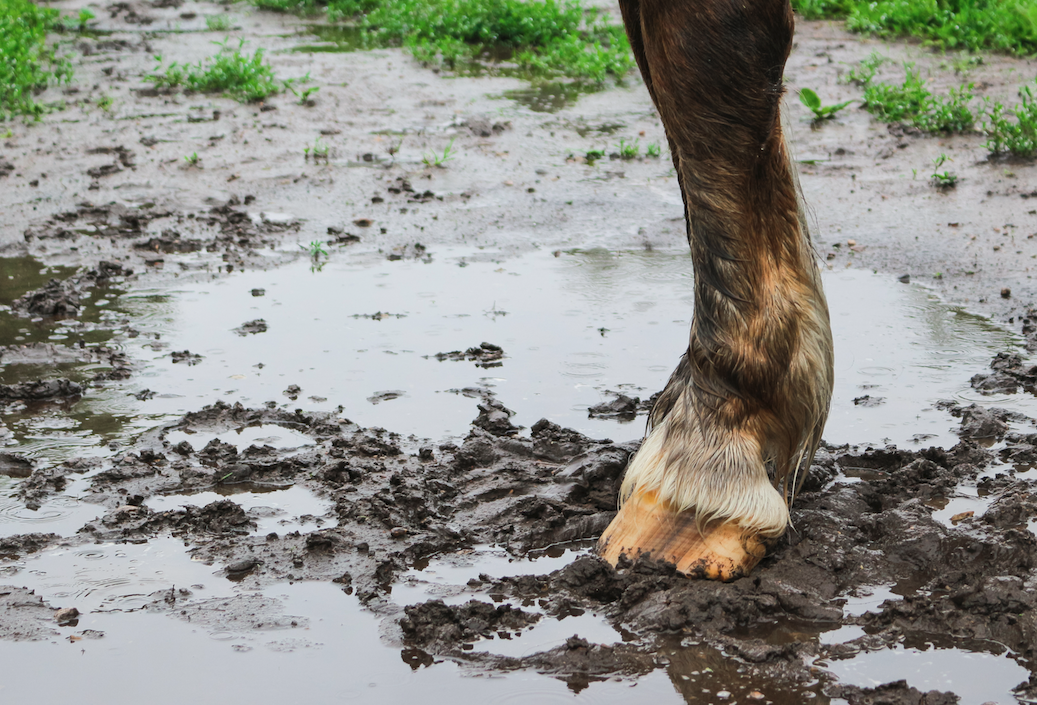 Equine vet advises how to prevent and treat thrush in horses - Your Horse