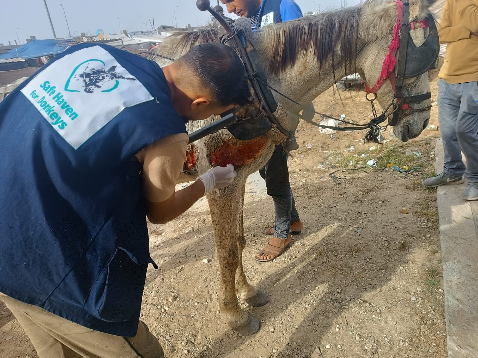 Urgent appeal for 'vital and vulnerable' working equines in Gaza - Your ...