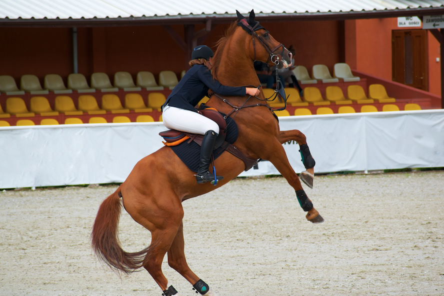 Expert explains what to do if the horse you are riding starts rearing ...